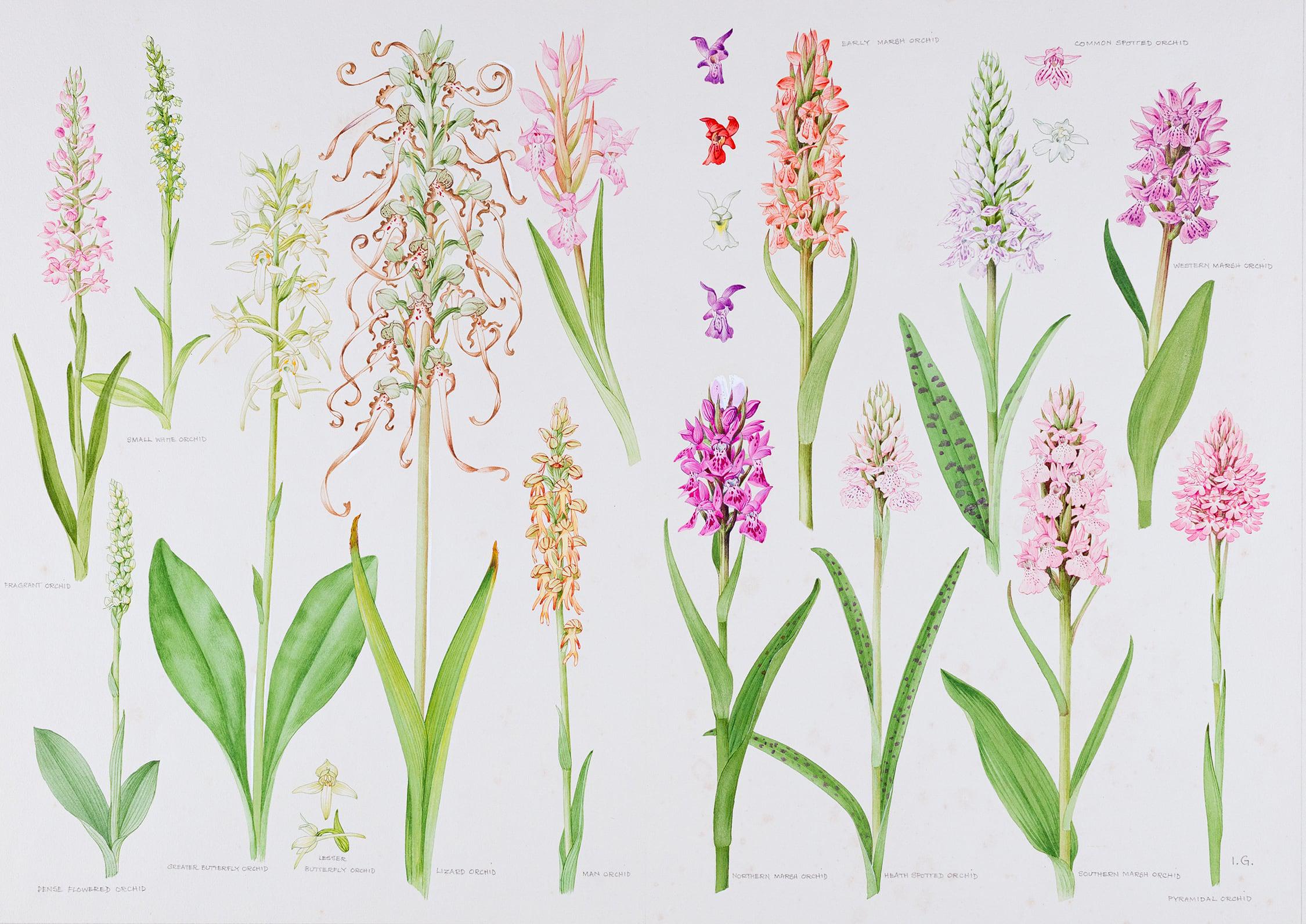 Garrard, Ian (1927 – 1985) – ‘Orchidaceae’. | ABBOTT and HOLDER