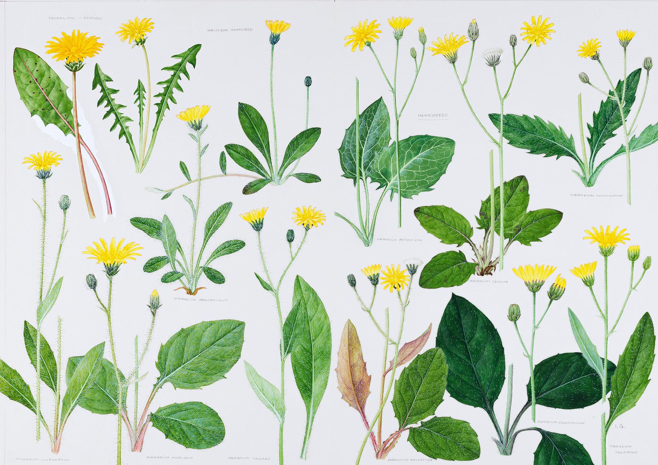 Garrard, Ian (1927 – 1985) – Compositae’. | ABBOTT and HOLDER