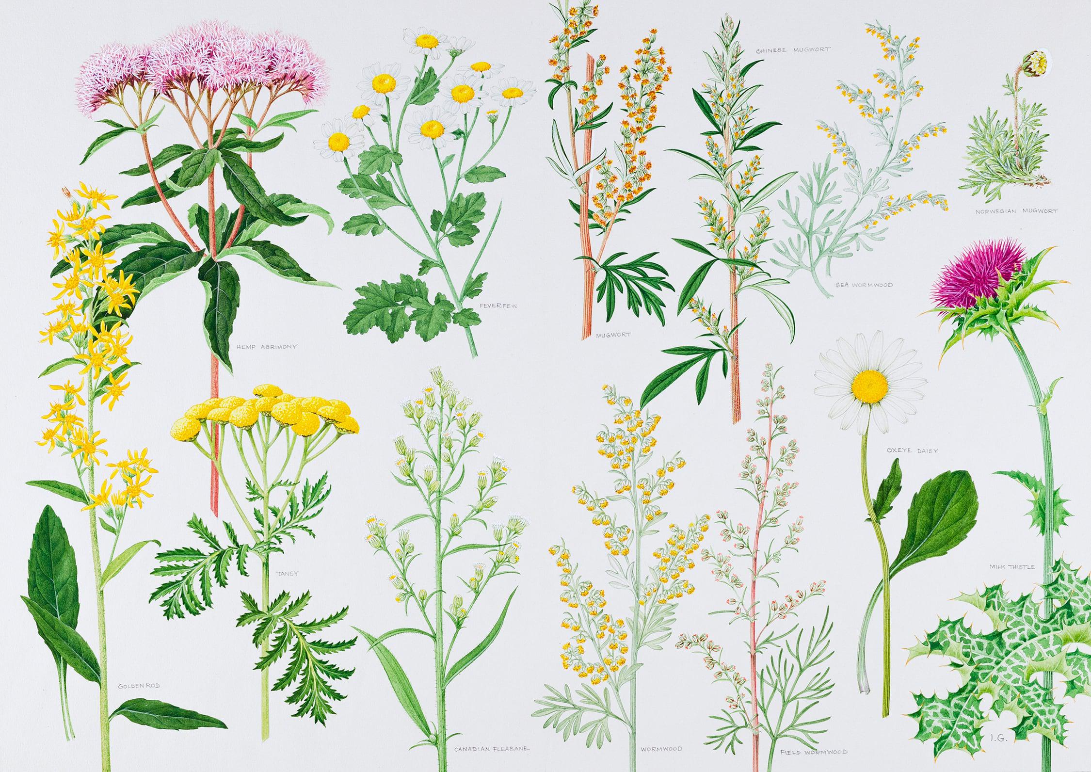 Garrard, Ian (1927 – 1985) – ‘Compositae’. | ABBOTT and HOLDER