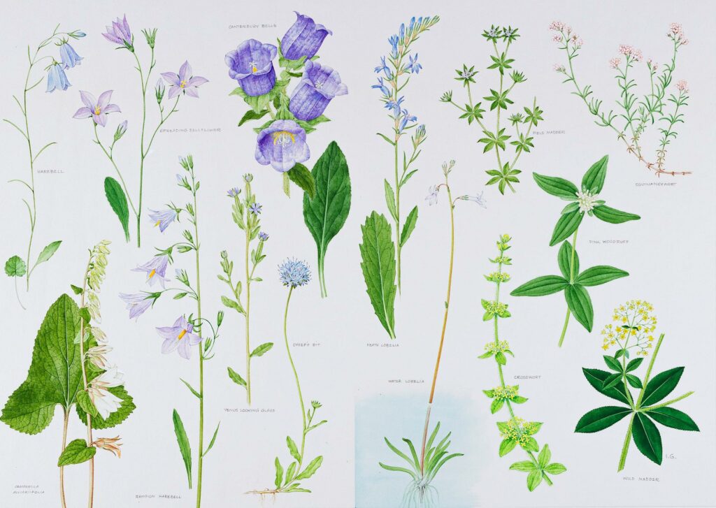 Garrard, Ian (1927 – 1985) – ‘Campanulaceae / Lobeliaceae / Rubiaceae ...