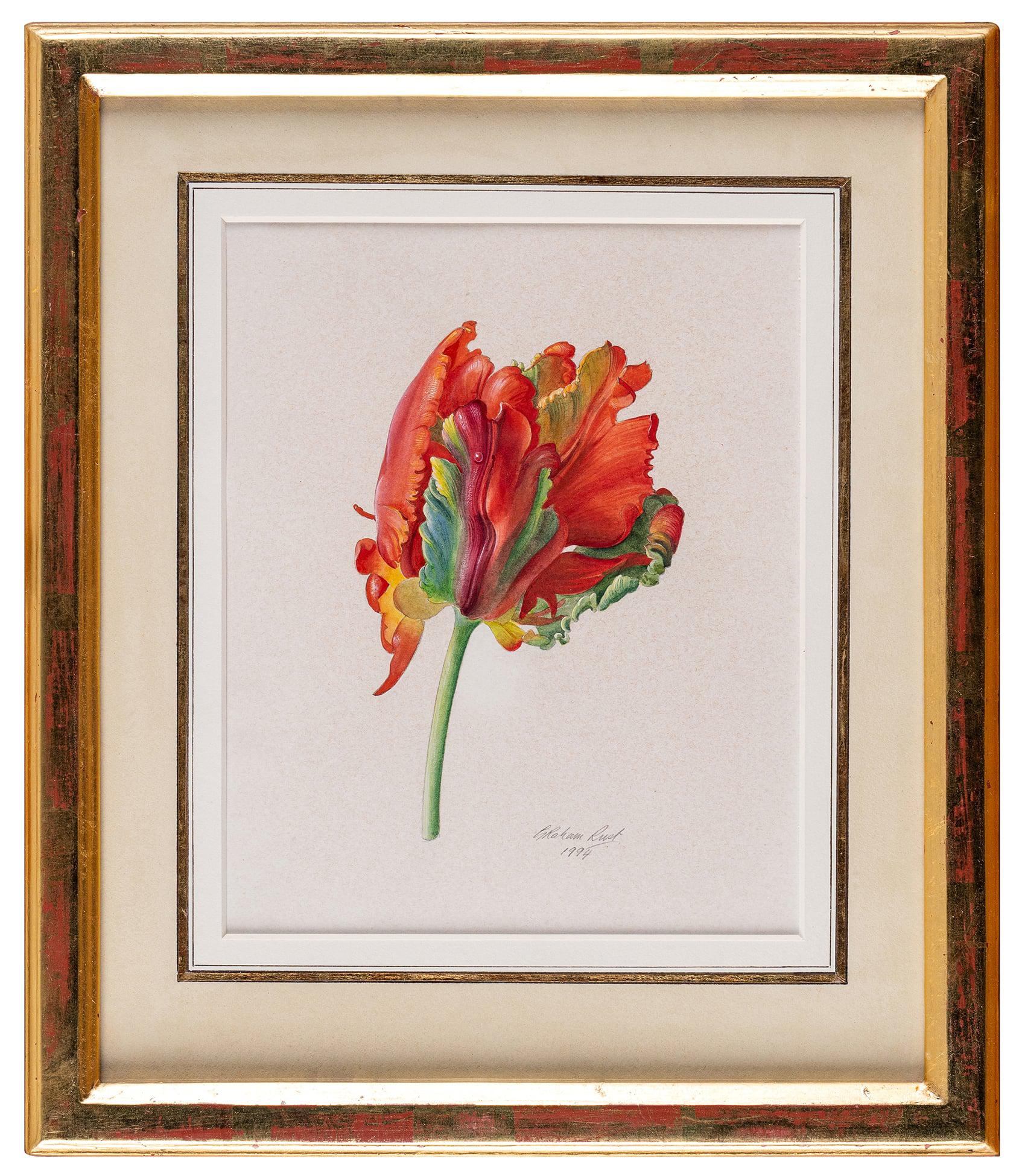 Rust, Graham (born 1942) – Parrot Tulip. | ABBOTT and HOLDER