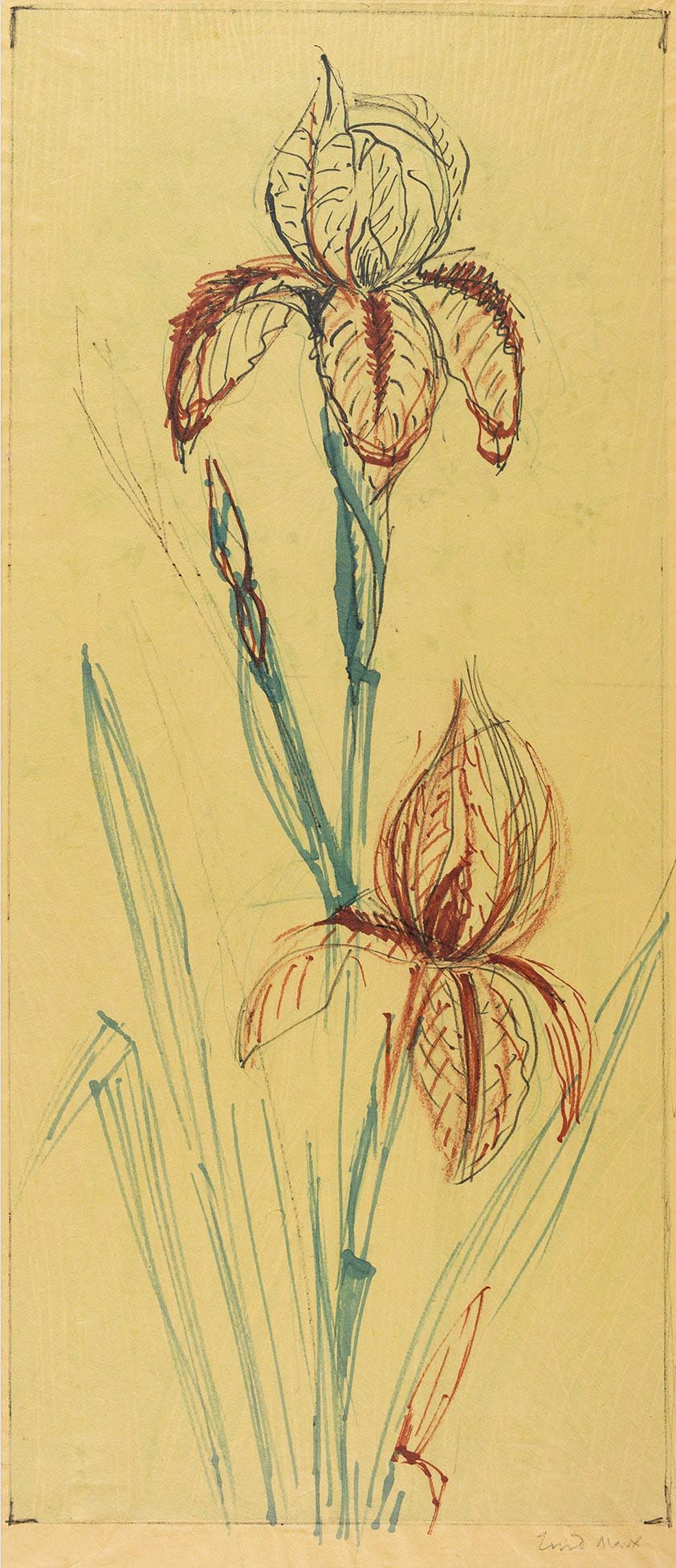 Marx, Enid (1902 – 1998) – Study of an Iris. | ABBOTT and HOLDER