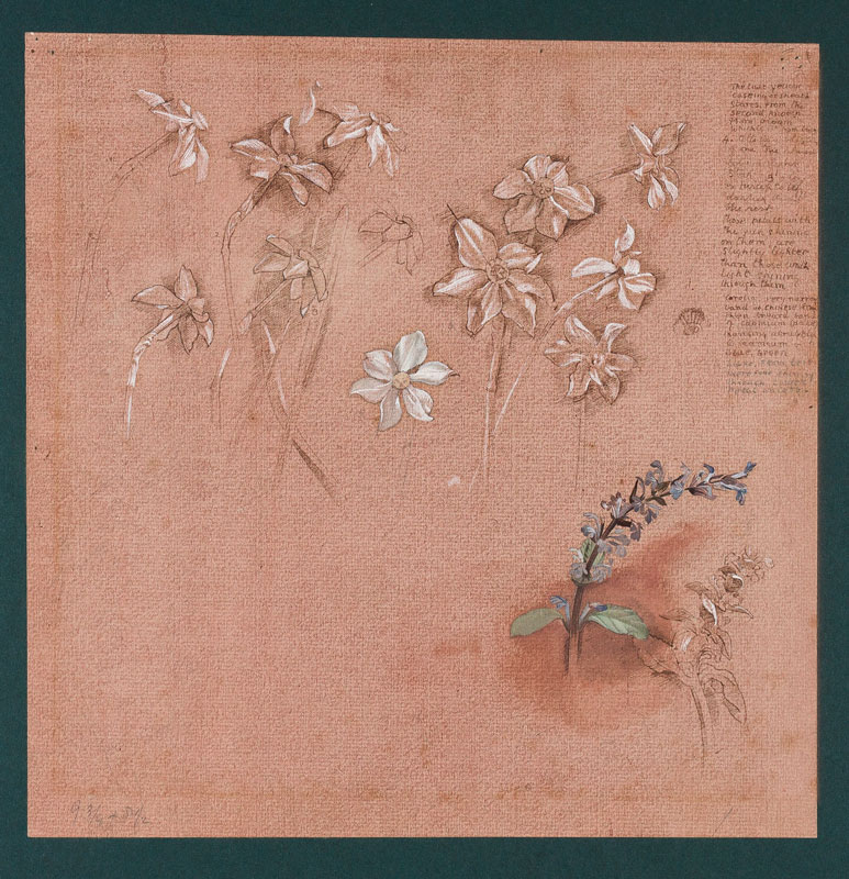 MONNINGTON Sir Thomas P.R.A. (1902-1976) – Plant studies. | ABBOTT and ...