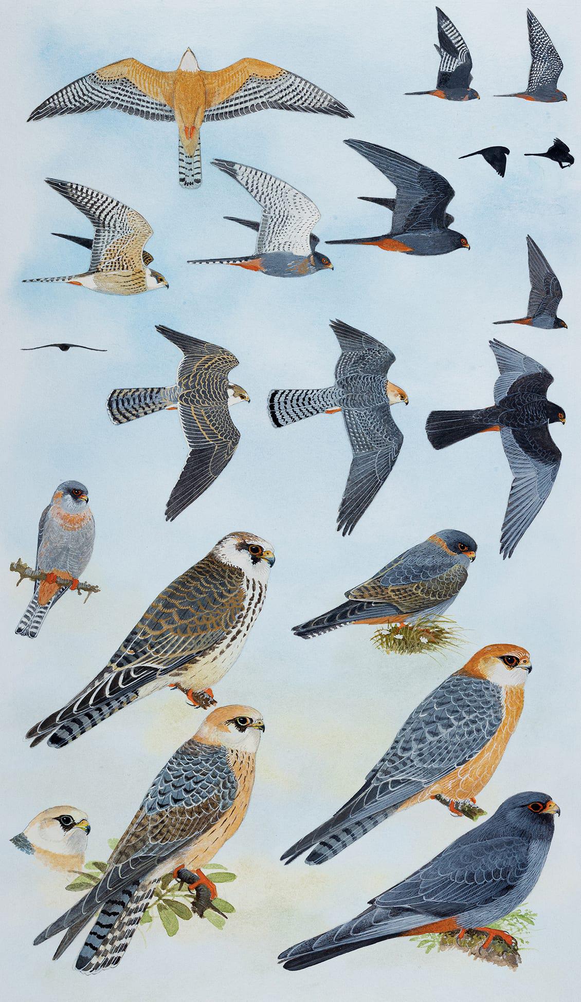 Hayman S.W.L.A., Peter (born 1930) – P.086 ‘Red-footed Falcon ...