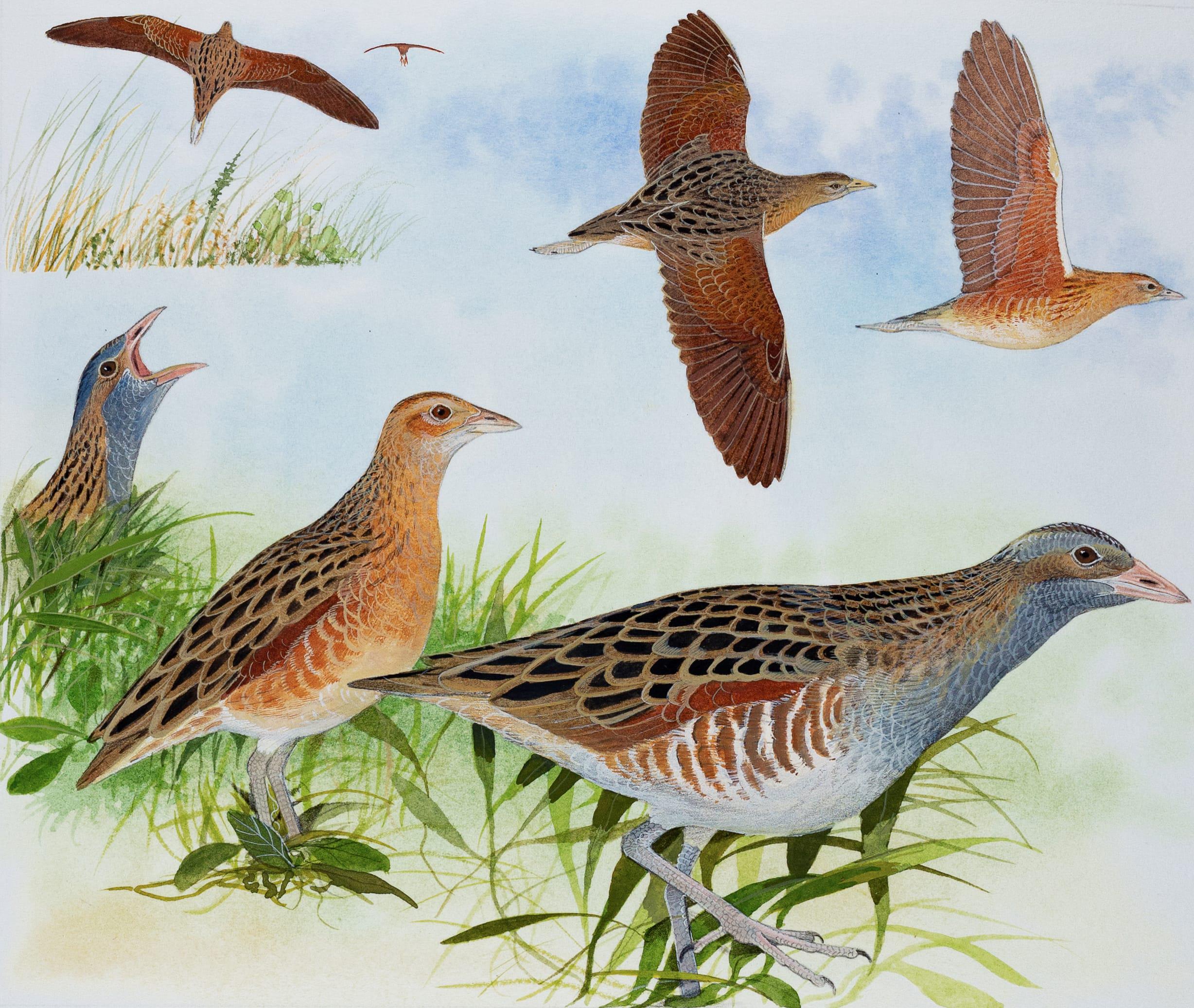 Hayman S.W.L.A., Peter (born 1930) – P.103 (a) Corncrake. | ABBOTT and ...