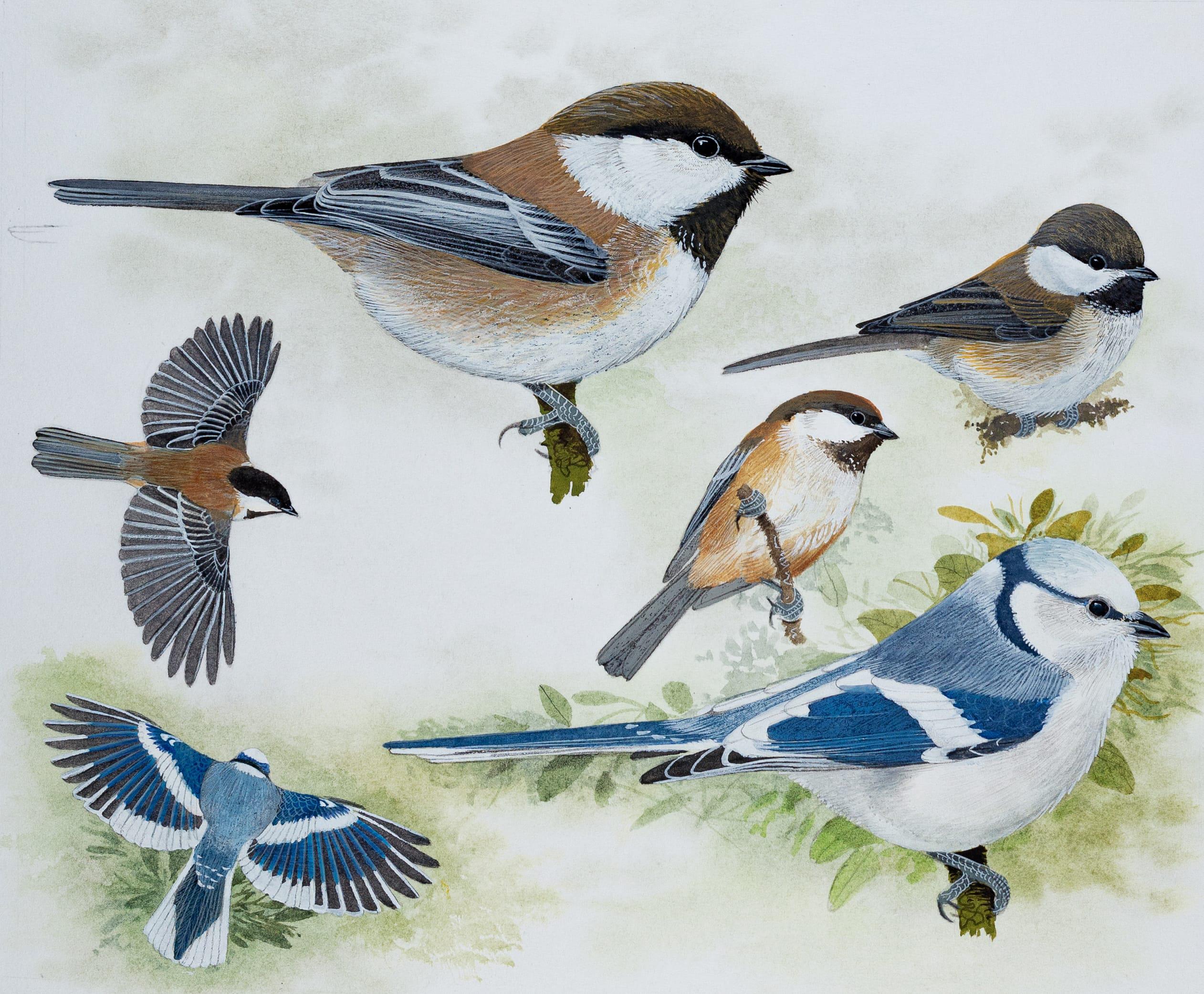 Hayman S.W.L.A., Peter (born 1930) – P.240 (b) Siberian Tit, Azure Tit ...