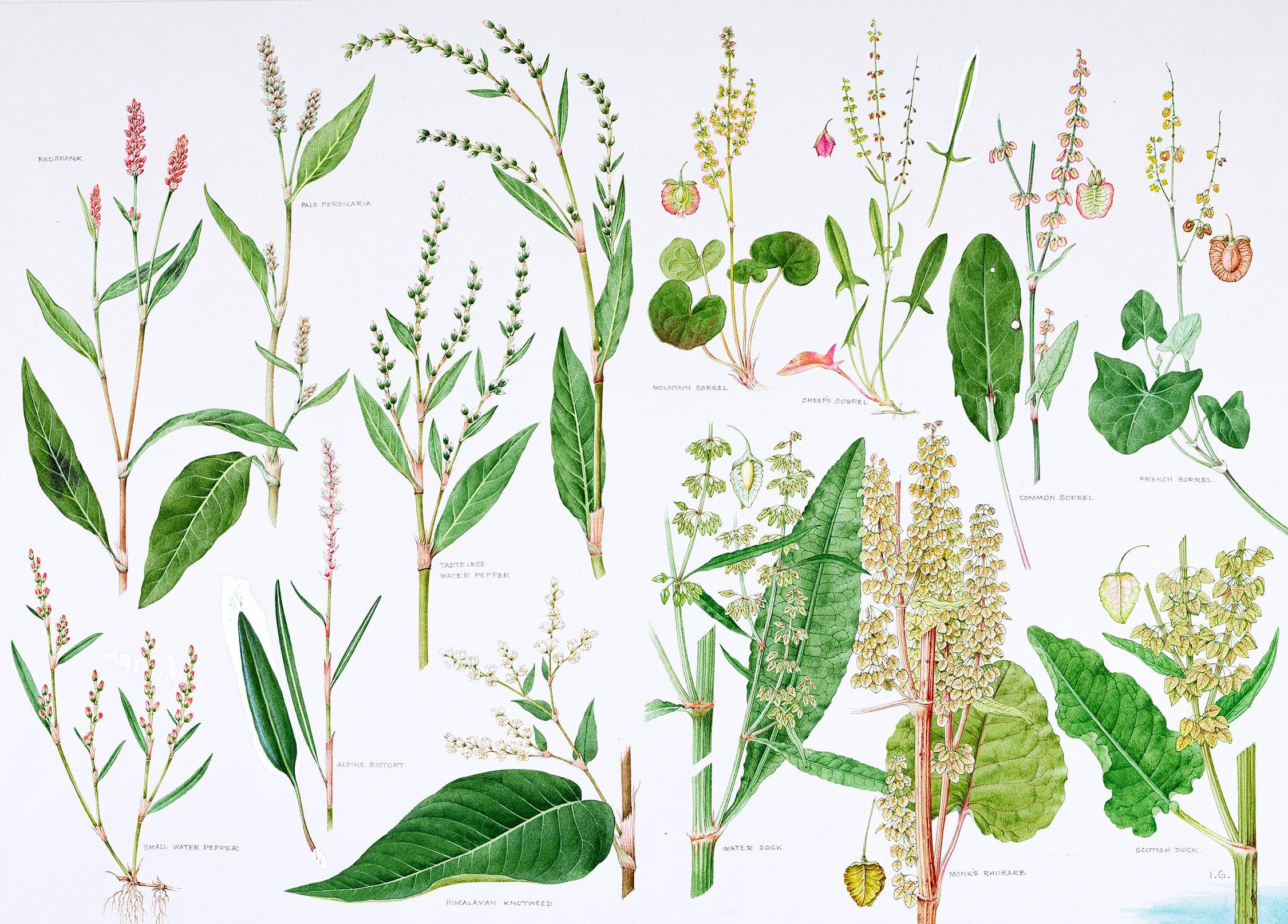 Garrard, Ian (1927 – 1985) – Polygonaceae. | ABBOTT and HOLDER