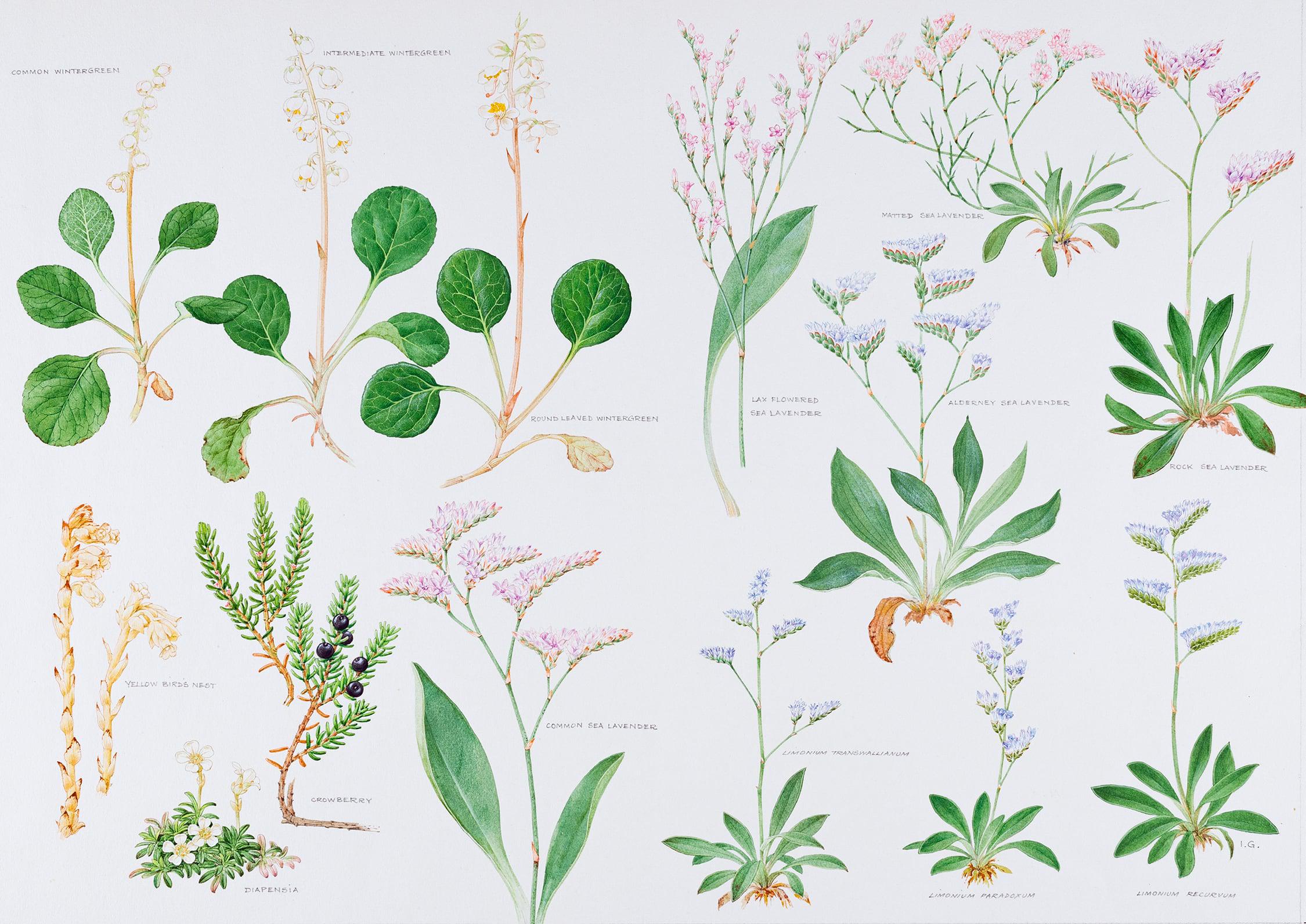 Garrard, Ian (1927 – 1985) – Pyrolaceae / Monotropaceae / Empetraceae ...