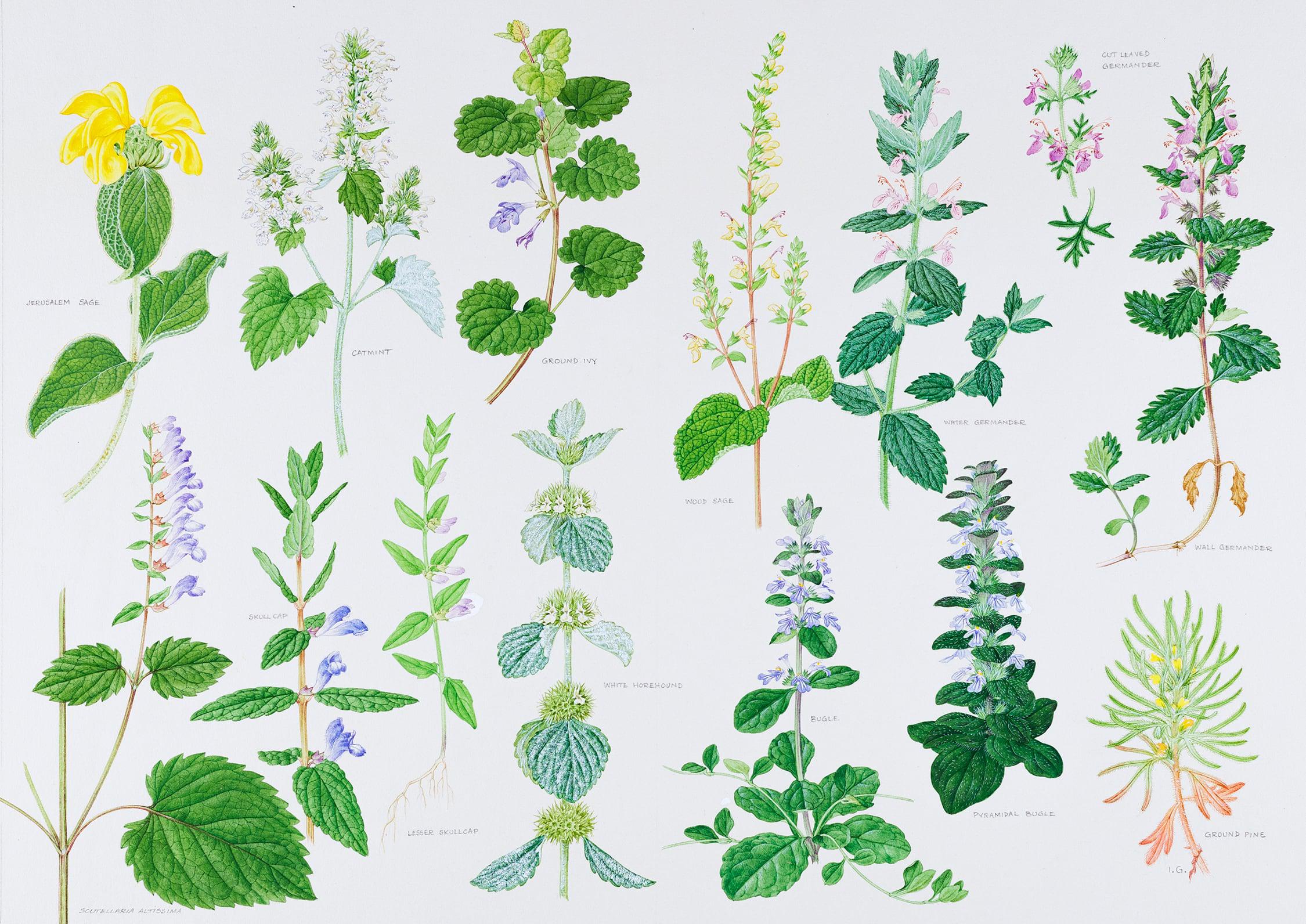 Garrard, Ian (1927 – 1985) – Labiatae. | ABBOTT and HOLDER