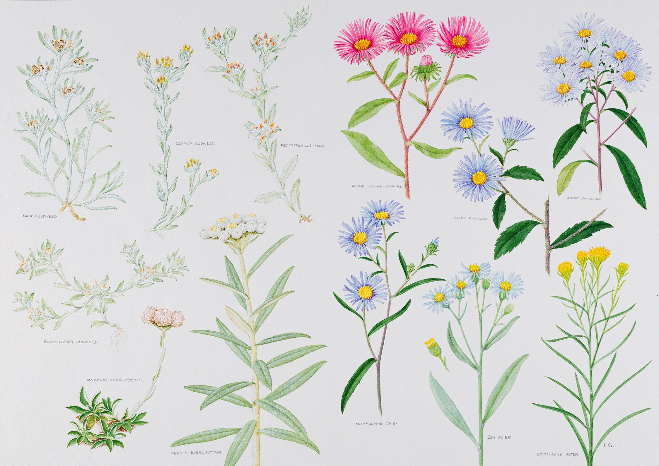 Garrard, Ian (1927 – 1985) – Compositae. | ABBOTT and HOLDER