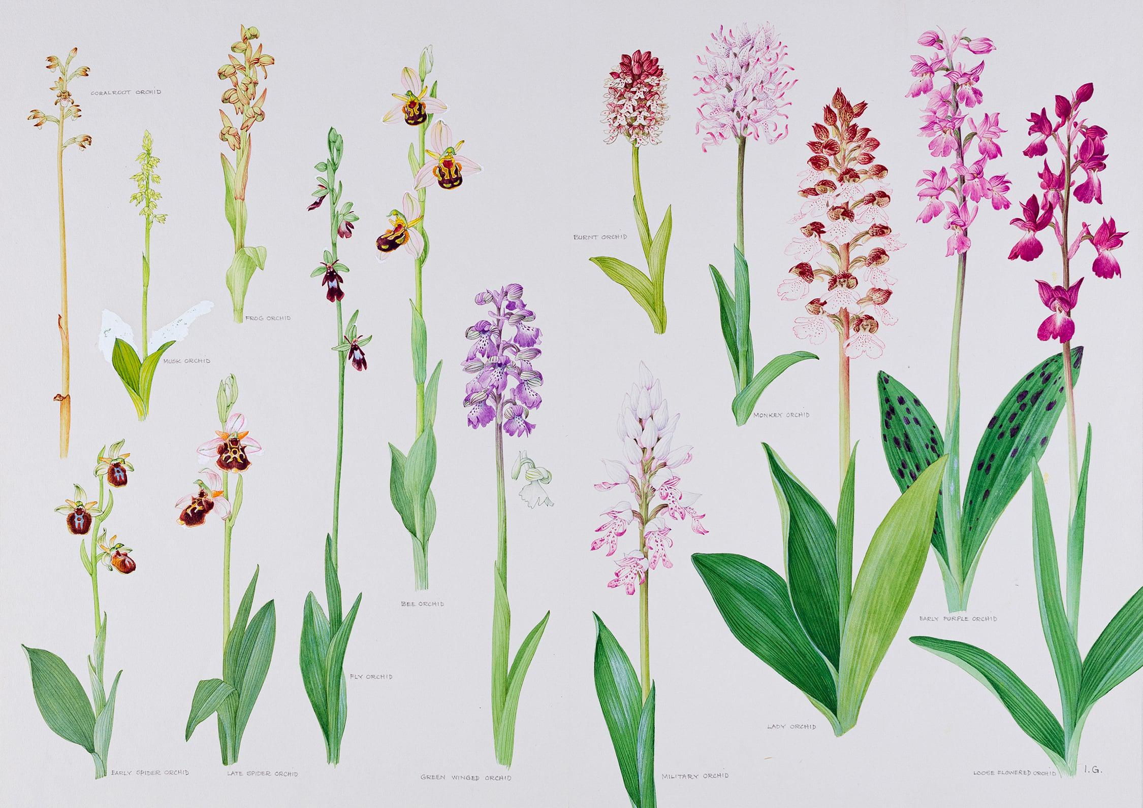 Garrard, Ian (1927 – 1985) – Orchidaceae. | ABBOTT and HOLDER